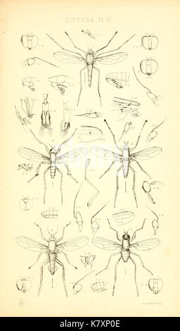 Insecta Britanica, Diptera, by Francis Walker. London, Reeve and Benham ...