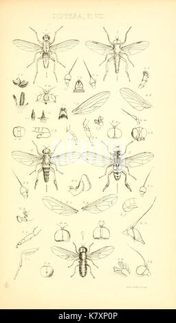 Insecta Britanica, Diptera, by Francis Walker. London, Reeve and Benham ...
