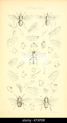 Insecta Britanica, Diptera, by Francis Walker. London, Reeve and Benham ...