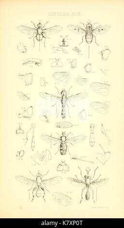 Insecta Britanica, Diptera, by Francis Walker. London, Reeve and Benham ...