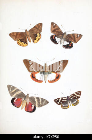 Illustrations of typical specimens of Lepidoptera Heterocera in the ...