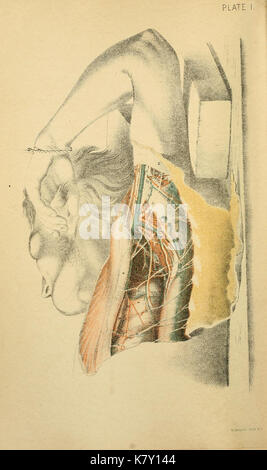 Illustrations of Dissections Plate 01 axilla Stock Photo - Alamy