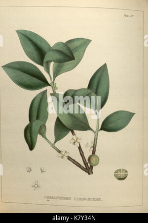 *Illustrations of Medical Botany* (Plate XV) showcases medicinal plants ...