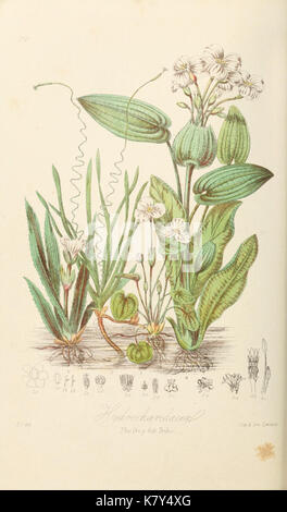 Illustrations of the Natural Orders of Plants (Plate 10) features ...