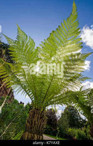Australian Soft Tree Fern Leaves and Fronds in Maits Rest Rain Forest ...