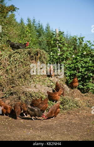 Free-range farm chicken with tomatoes, onion, carrots, parsnip, and ...