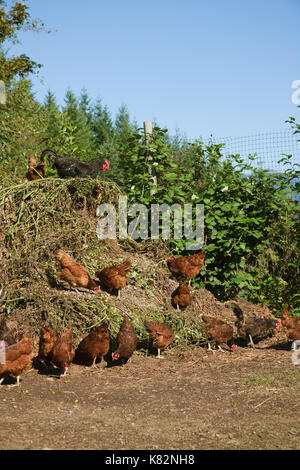 Free-range farm chicken with tomatoes, onion, carrots, parsnip, and ...