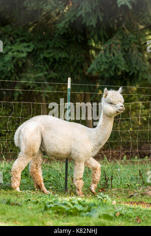 Hood River, Oregon, USA. Alpaca at the Cascade Alpacas and Foothills ...