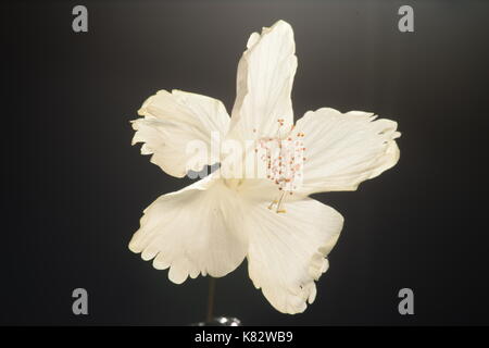 Fowler , nature Flower Stock Photo - Alamy