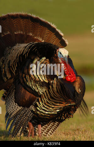 A turkey gobbler strutting for hens during the spring mating season in ...