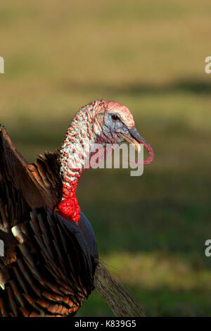 Tom turkey strutting for some hens Stock Photo - Alamy