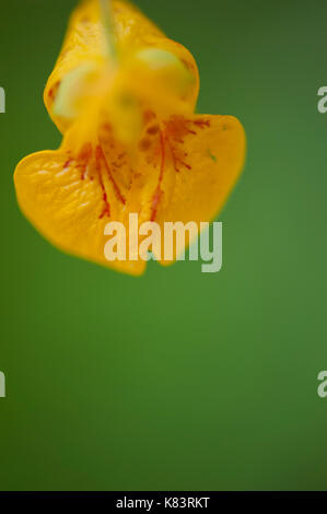 touch-me-not (Impatiens noli-tangere) exploding, popping, spreading ...