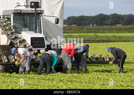 Migrant workers harvesting lettuce in UK Stock Photo - Alamy