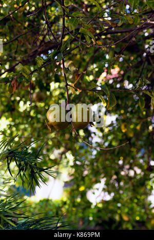 fruits in the pomegranate tree, shallow depth of field Stock Photo - Alamy