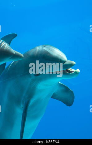 aquarium dolphin looking at you close up detail Stock Photo - Alamy