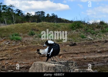 Australian Magpie (Gymnorhina tibicen) by the Baroon lake in Sunshine ...