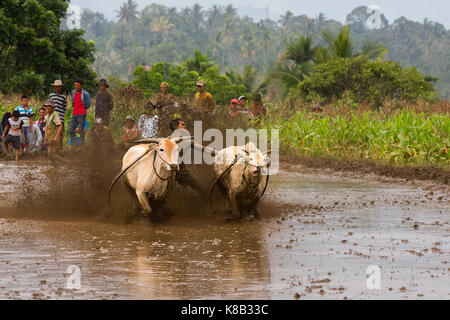 Pacu Jawi (Cow Racing) jockey muddies the crowd in West Sumarta ...