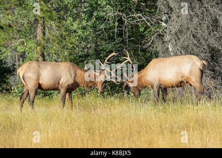 A bull elk (Cervus canadensis) showing off his rack, Grand Canyon ...