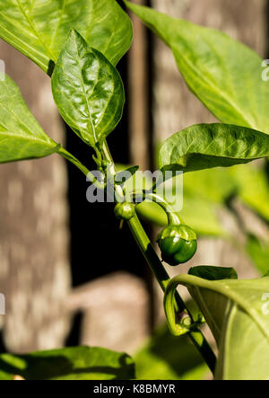 Mini Bell pepper plant with fruits in green pot isolated Stock Photo ...