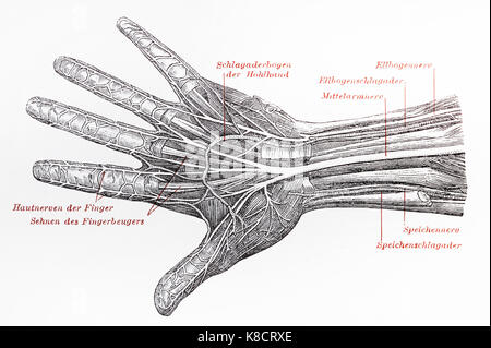 Nervous system drawing Stock Photo - Alamy
