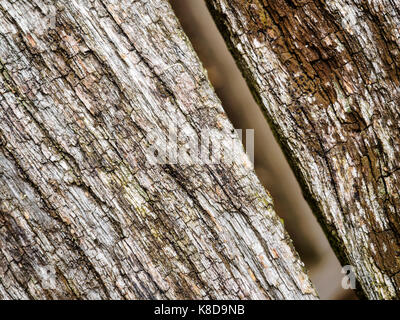 Old weathered timber showing signs of rot and weather damage Stock ...