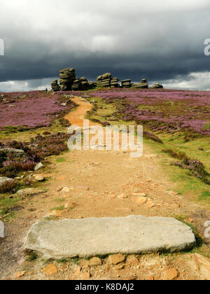 Purple heather in bloom Peak District Derbyshire England Stock Photo ...