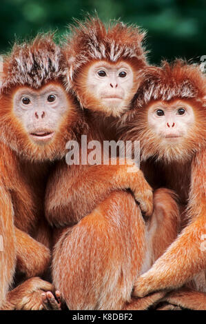 Javan Langur (Trachypithecus auratus auratus), Javalangur, Javanischer ...