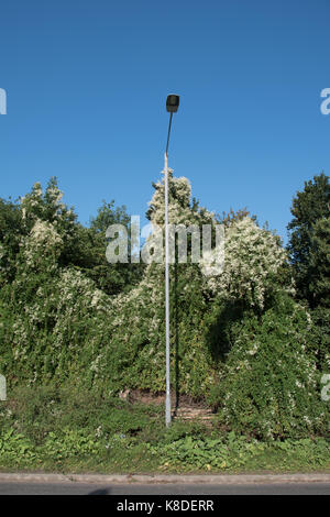 Fallopia baldschuanica Russian Vine A deciduous perennial climber that ...
