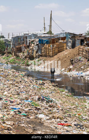 Animals seen along the polluted river that passes through Kibera slum ...