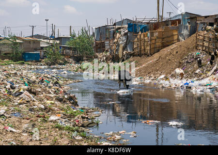 Animals seen along the polluted river that passes through Kibera slum ...