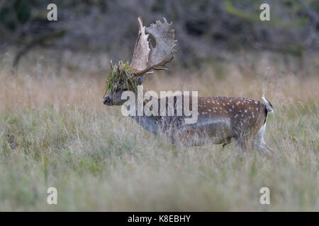 Damhirsch (Dama dama Stock Photo - Alamy