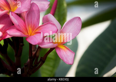 Bunga kamboja pink Stock Photo - Alamy