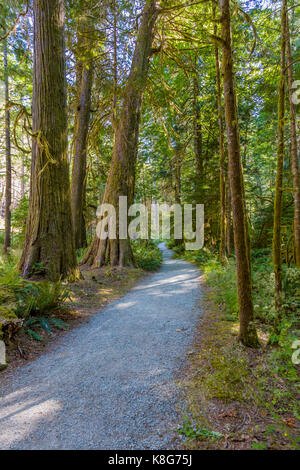 Trail though woods in the Historic town of Newhalem in North Cascades ...