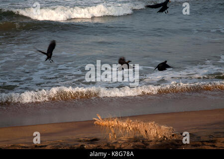 beach wadduwa western province sri lanka Stock Photo - Alamy