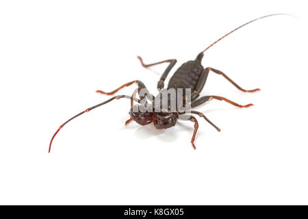 Close up of whip scorpion or vinegarroon (Mastigoproctus giganteus) on ...