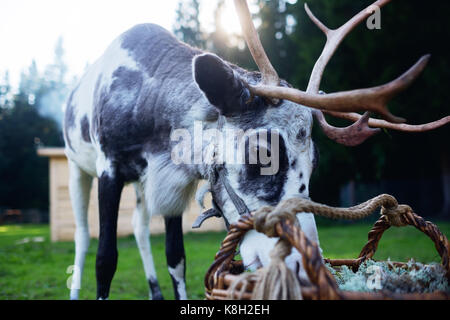 White female reindeer in eco farm Stock Photo - Alamy