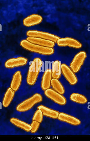 Pseudomonas aeruginosa bacteria gram-negative rod-shaped bacteria are ...