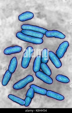 Pseudomonas aeruginosa bacteria gram-negative rod-shaped bacteria are ...