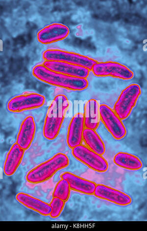 Pseudomonas aeruginosa bacteria gram-negative rod-shaped bacteria are ...