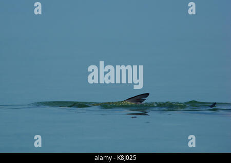 A tarpon rolls and shows his tail on the surface at Marathon Florida ...