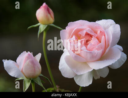 Rosa Sharifa Asma Stock Photo - Alamy