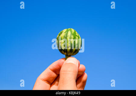 A small watermelon in the hand against the blue sky Stock Photo - Alamy