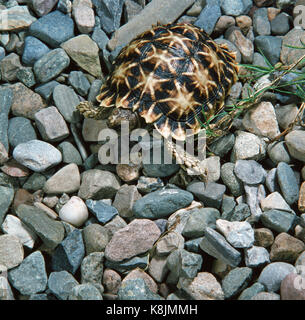 Geometric tortoise, critically endangered, Psammobates geometricus, and ...
