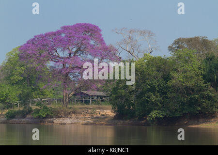 Brazilian Pantanal - Purple Tree - Vitex megapotamica Stock Photo - Alamy