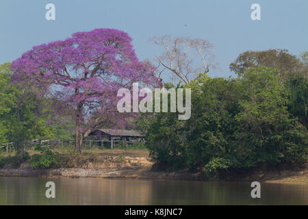 Brazilian Pantanal - Purple Tree - Vitex megapotamica Stock Photo - Alamy