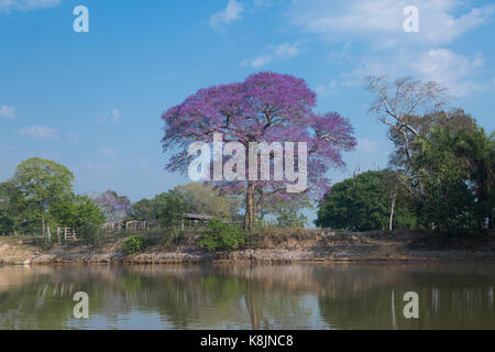 Brazilian Pantanal - Purple Tree - Vitex megapotamica Stock Photo - Alamy