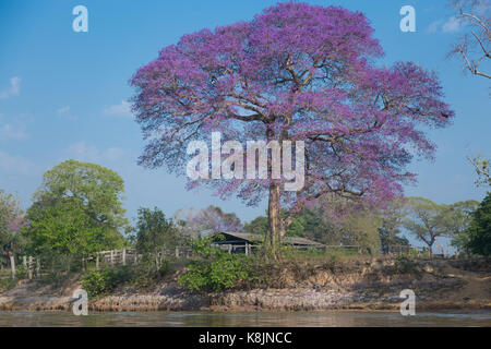 Brazilian Pantanal - Purple Tree - Vitex megapotamica Stock Photo - Alamy