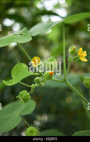 Abutilon theophrasti leaves and flowers. The plant is also known as ...
