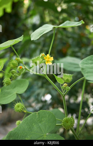 Abutilon theophrasti leaves and flowers. The plant is also known as ...