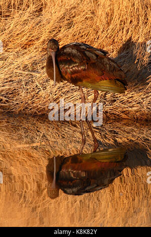 A White-faced Ibis and its reflection in a calm river Stock Photo - Alamy